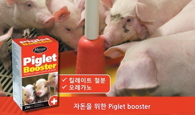 [광고] 자돈을 위한 '피그렛부스터(Piglet Booster)'