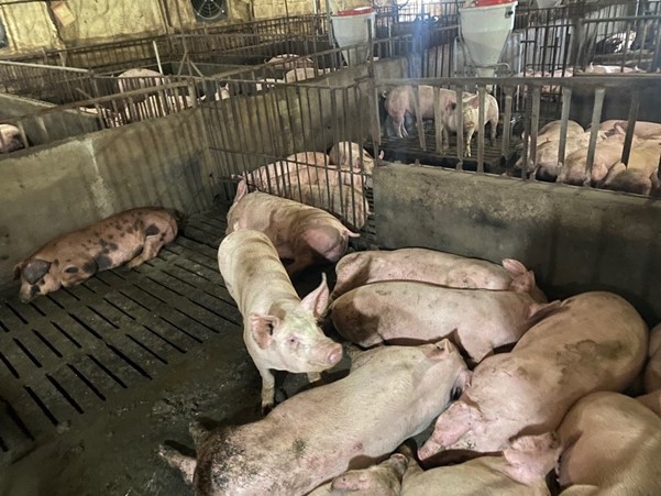 [전문가와 함께하는 PRDC 솔루션] PRRS 안정화를 위한 추천 백신 프로토콜은?