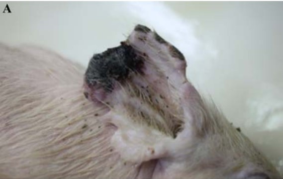 [초록] PRRSV와 S. hyicus 복합감염에 의한 돼지 귀 괴사 증후군 증례 보고