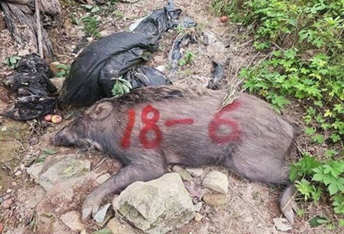 7월 ASF 감염멧돼지 41건....경북·군위서 집중 발견