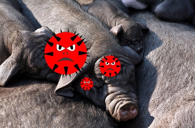 베트남 어쩌나....재조합 변종 ASF 바이러스 발견