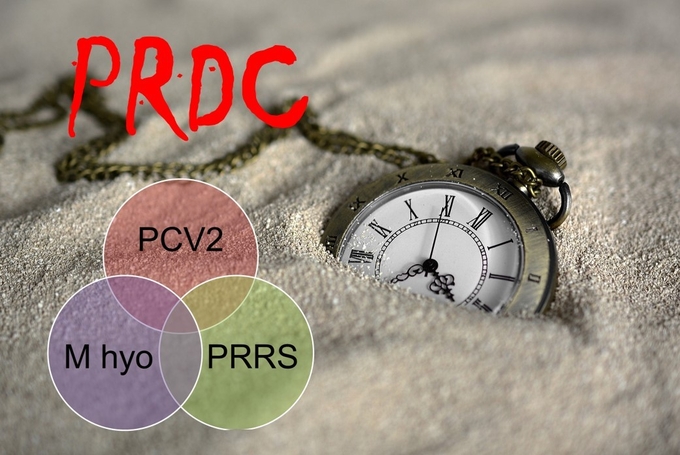 채찬희 교수 "주요 원인체 감염 순서에 따라 PRDC 증상 다양"