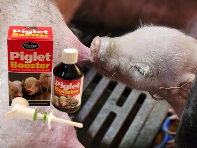 [광고] 피그렛 부스터(Piglet Booster) 테크니컬 자료