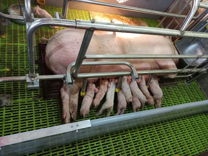 [양돈교육] 이유시점 모돈 BCS, 농장 전체 성적 좌우한다